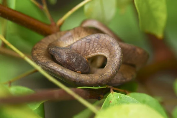 Blunt headed slug eating snake Stock Photos, Royalty Free Blunt headed ...