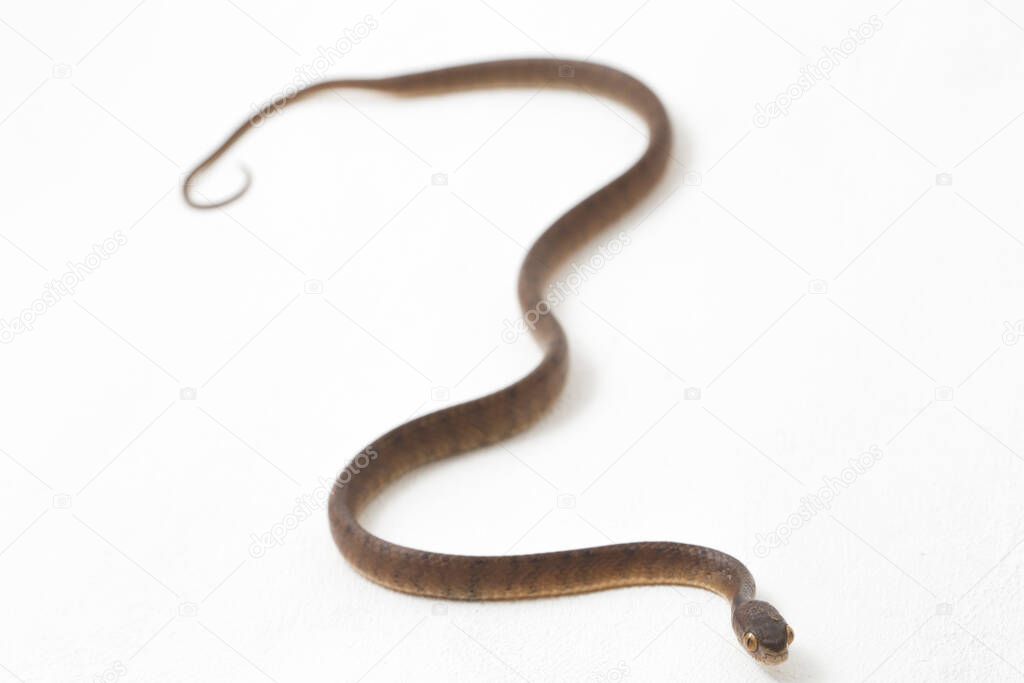 Pareas carinatus es una especie de serpiente paseriforme de la familia ...