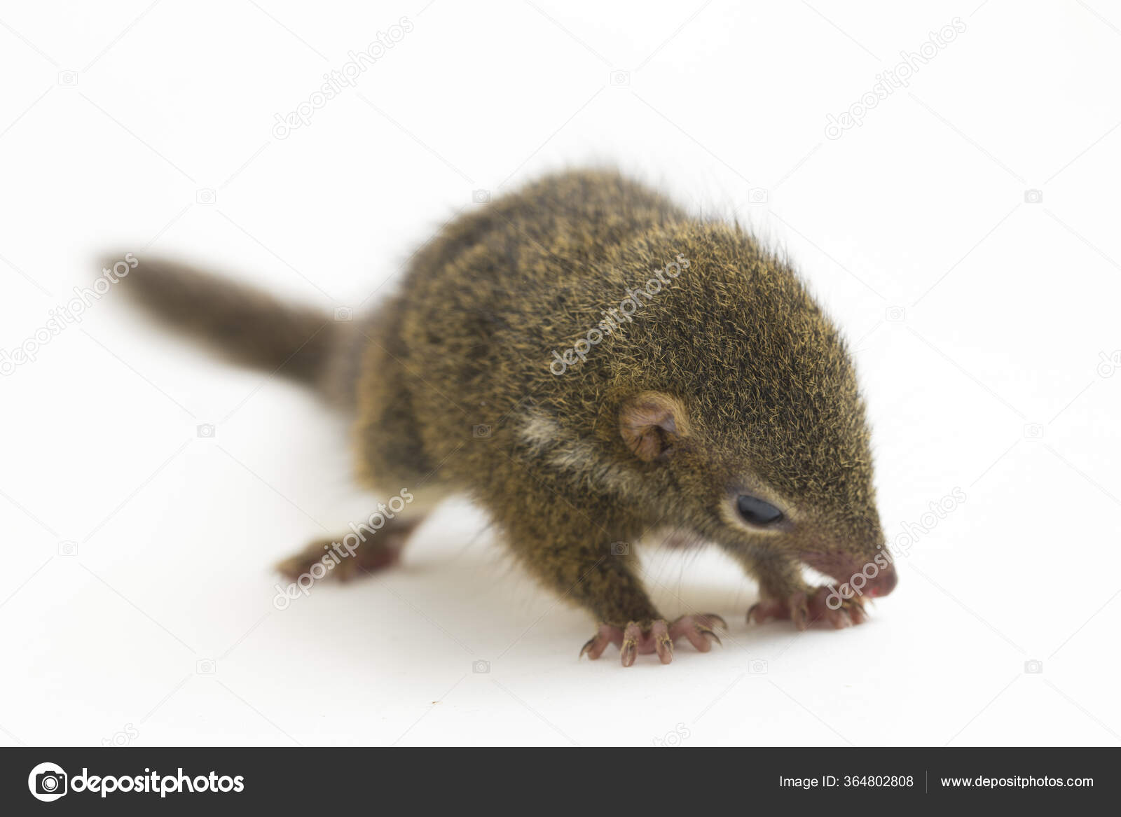 Horsfield's Treeshrew Tupaia Javanica Also Called Javan Treeshrew ...