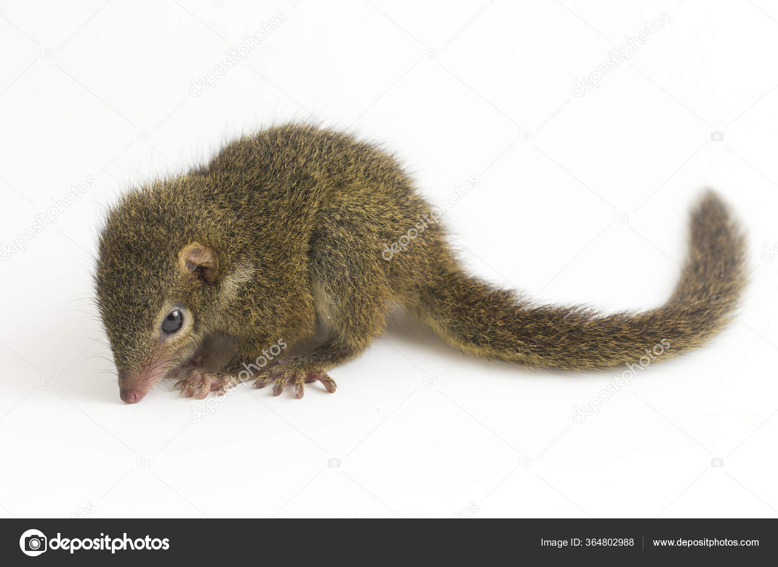 Common Tree Shrew