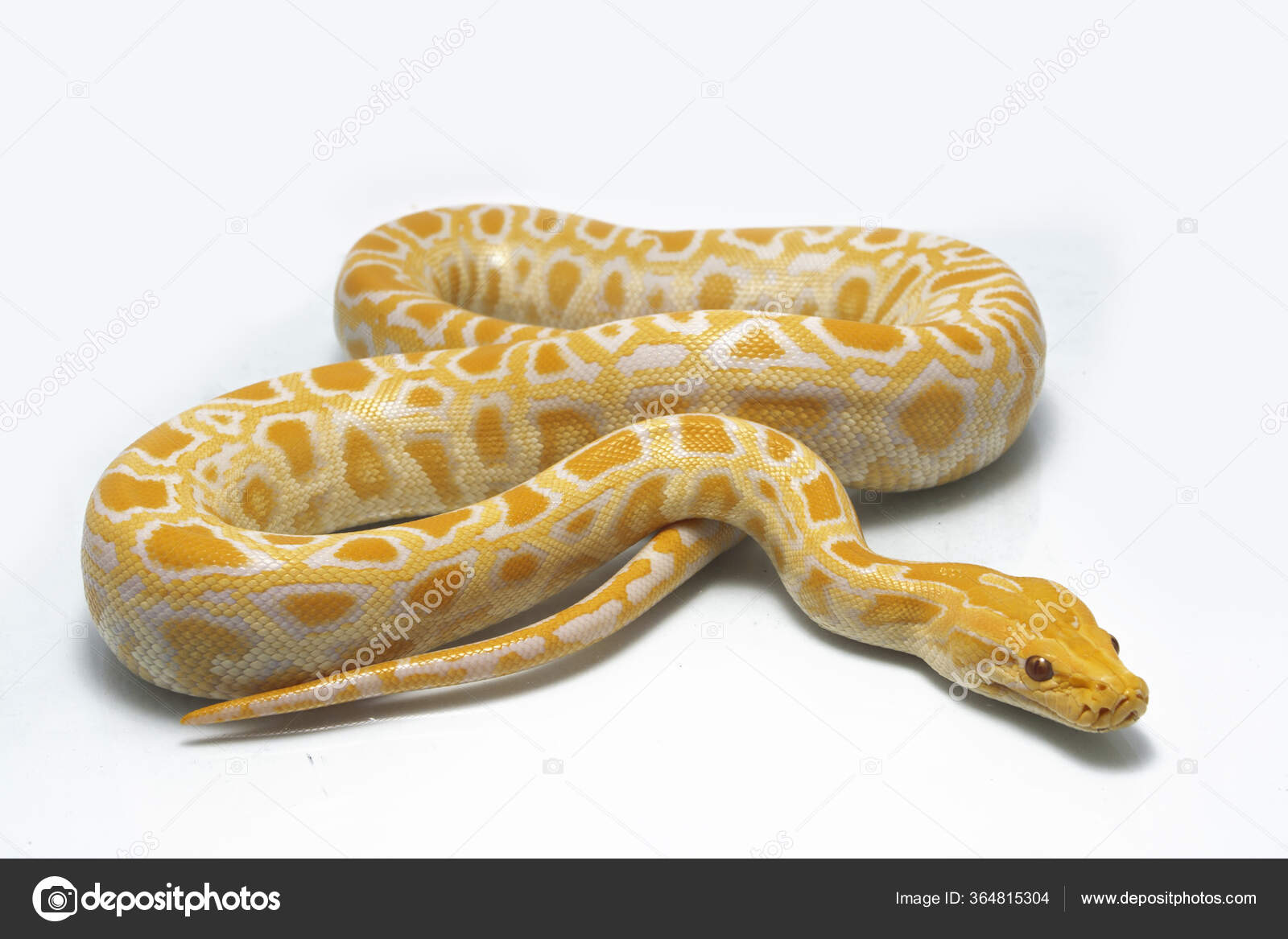 Albino Green Burmese Python