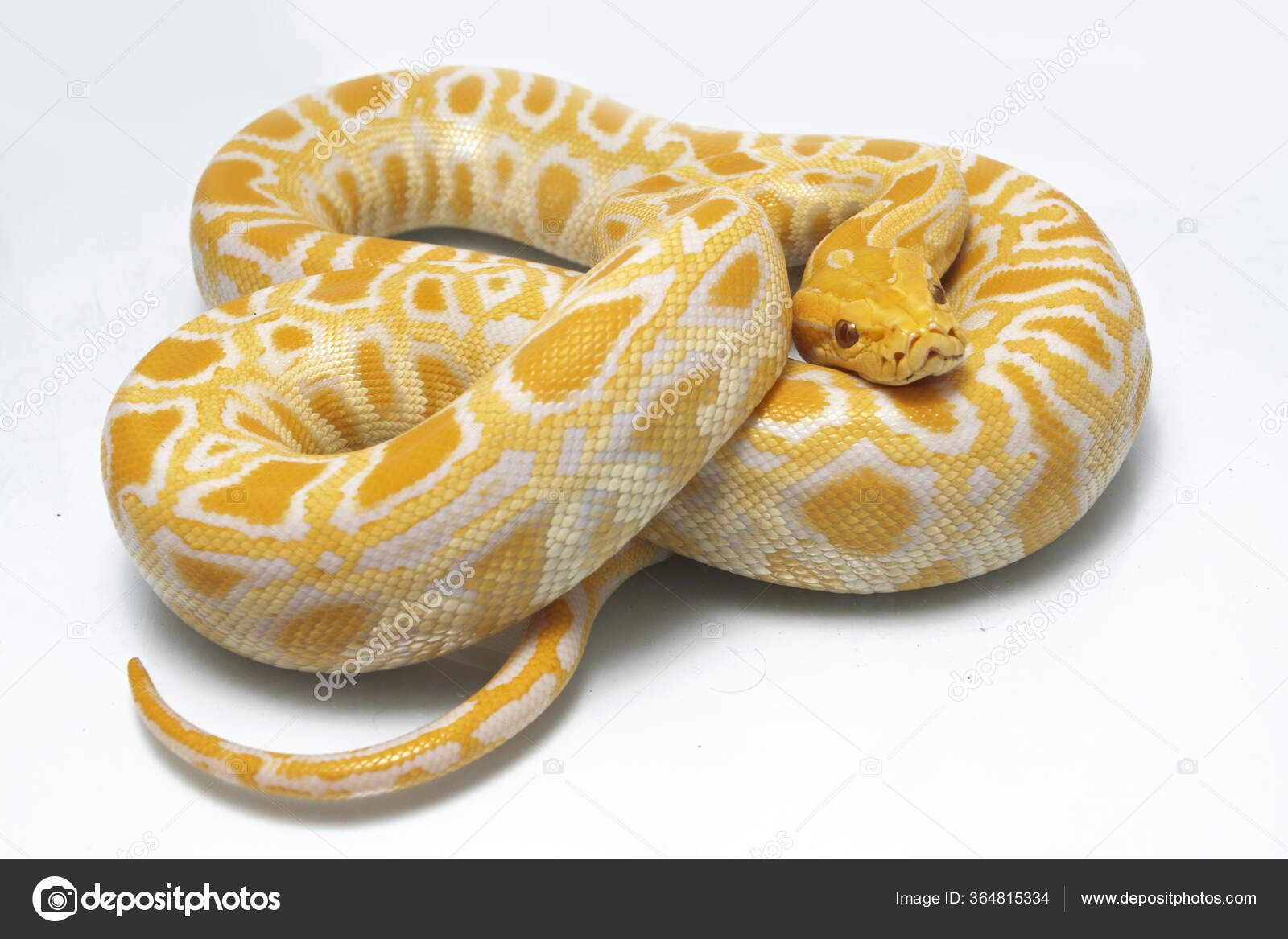 Albino Burmese Python Python Molurus Bivittatus Isolated White ...