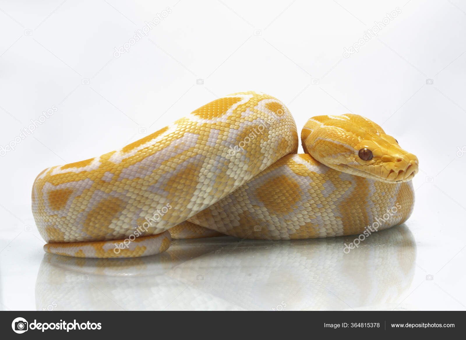 Albino Burmesisk Pyton