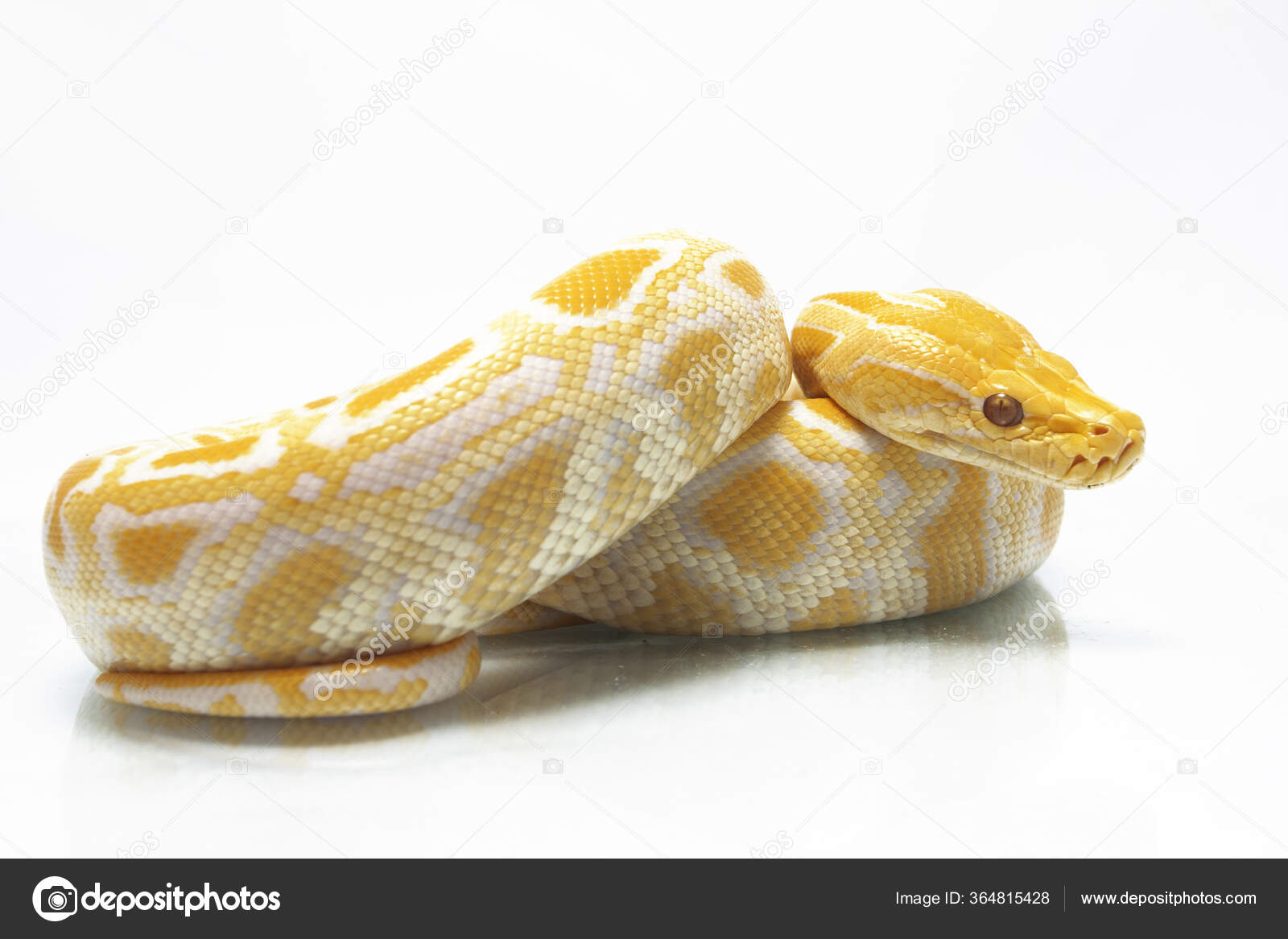 Albino Burmese Python Python Molurus Bivittatus Isolated White ...