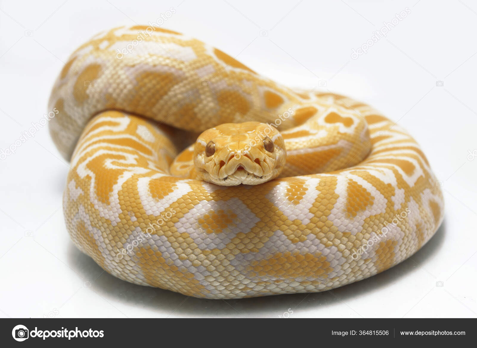 Giant Burmese Pythons Albino