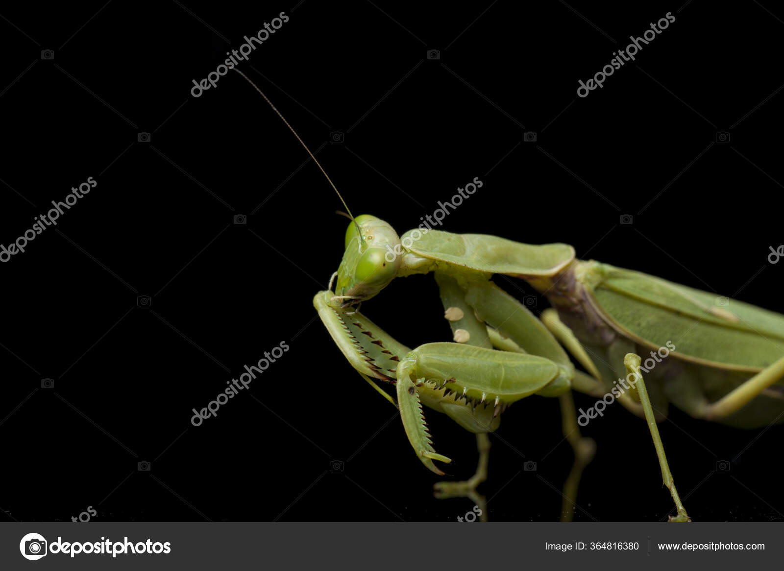Giant Asian Green Praying Mantis Hierodula Membranacea Isolated Black ...