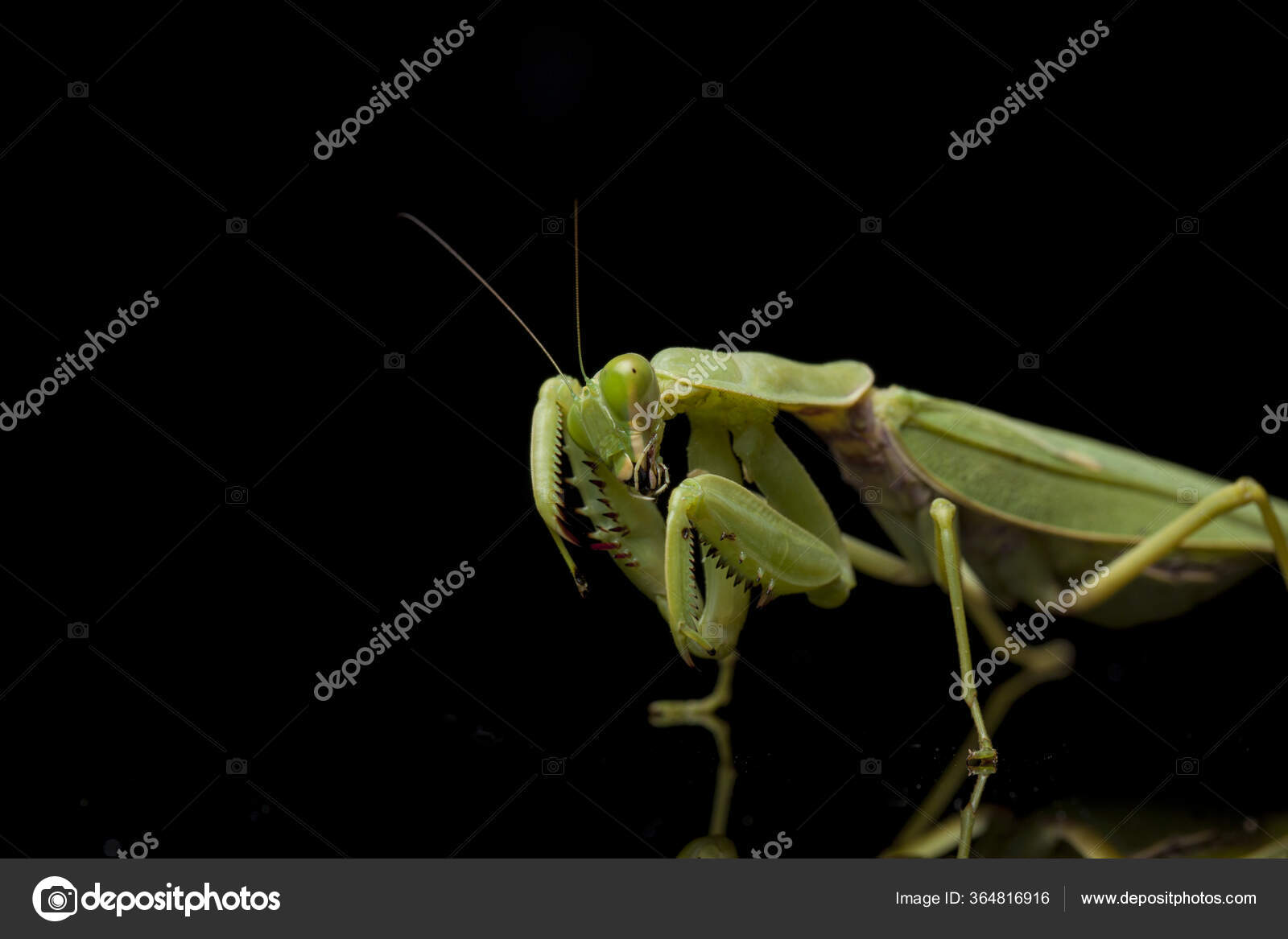 Giant Asian Green Praying Mantis Hierodula Membranacea Isolated Black ...