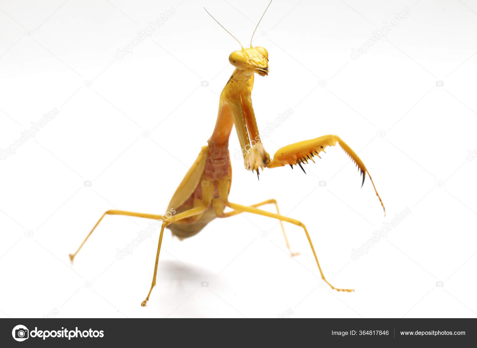 Giant Asian Yellow Praying Mantis Hierodula Membranacea Isolated White ...