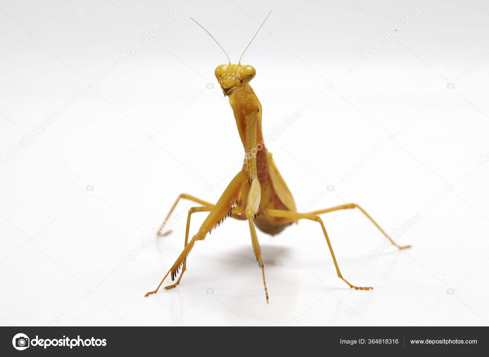Giant Asian Yellow Praying Mantis Hierodula Membranacea Isolated White ...