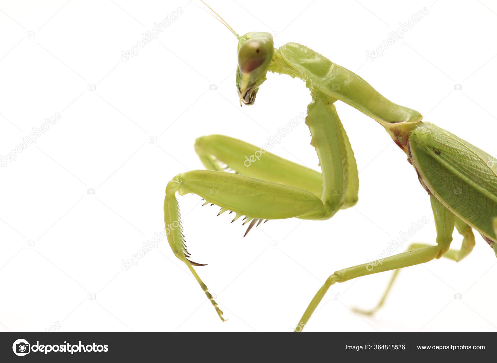 Giant Asian Green Praying Mantis Hierodula Membranacea Isolated White ...