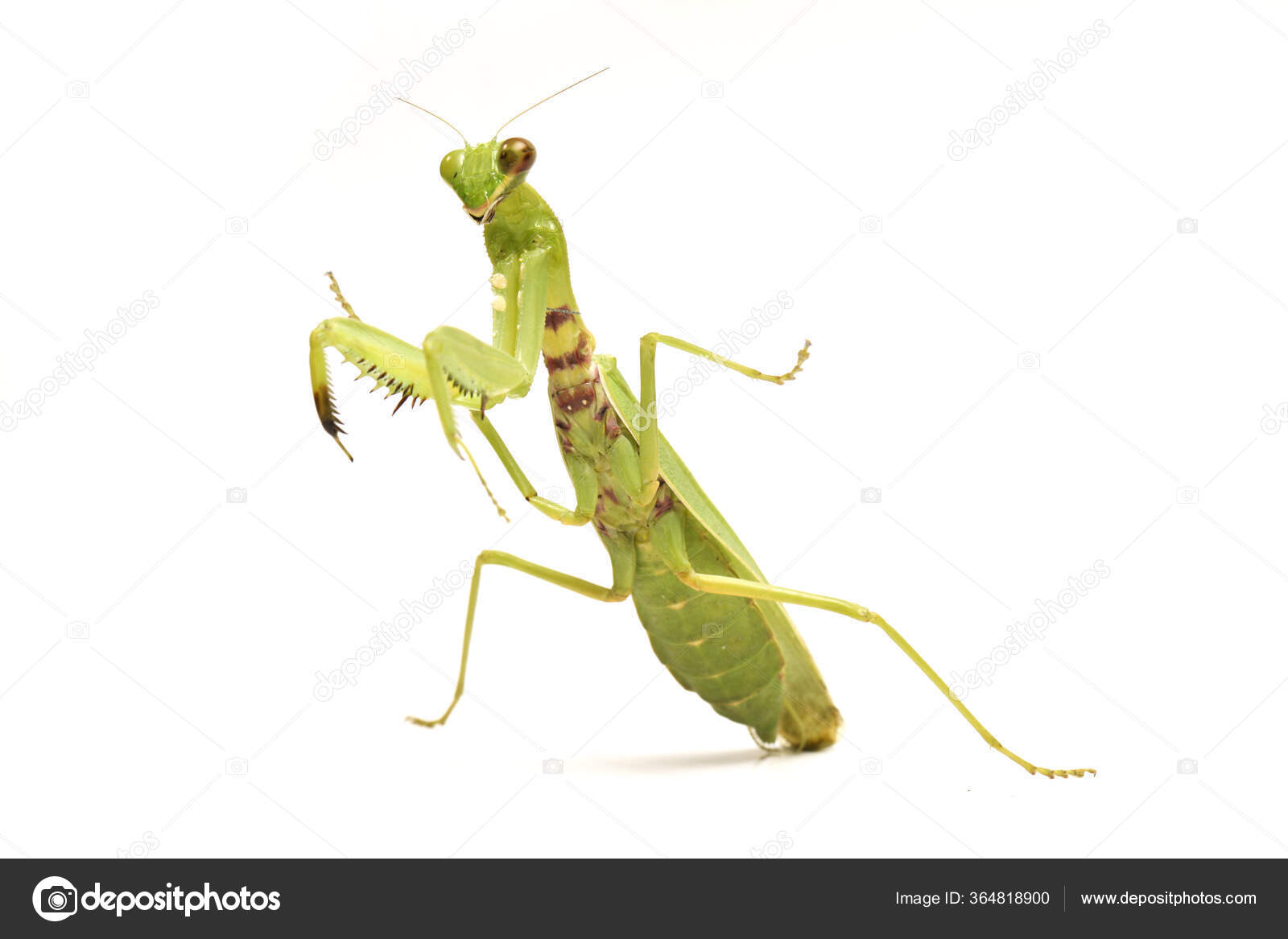 Giant Asian Green Praying Mantis Hierodula Membranacea Isolated White ...