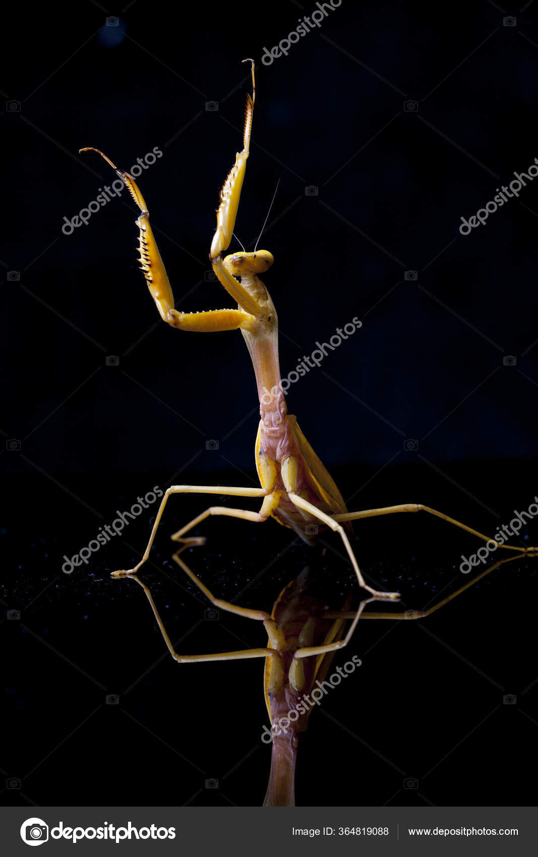 Giant Asian Yellow Praying Mantis Hierodula Membranacea Isolated Black ...