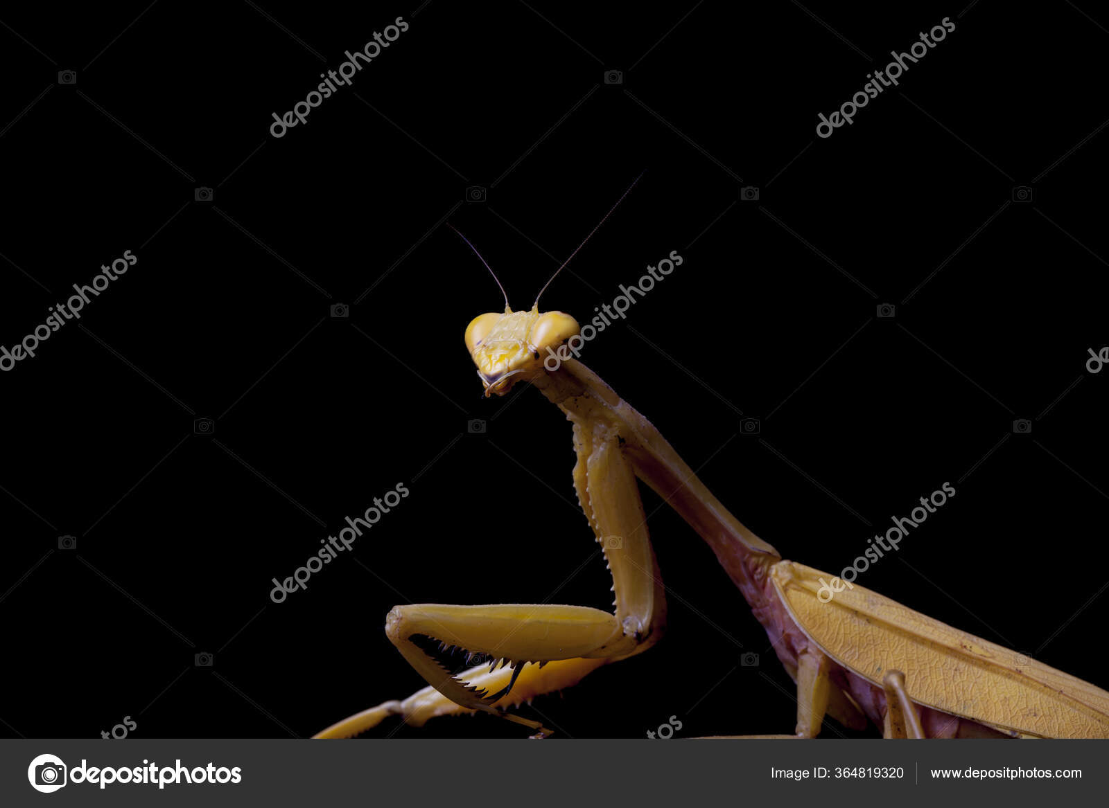 Giant Asian Yellow Praying Mantis Hierodula Membranacea Isolated Black ...