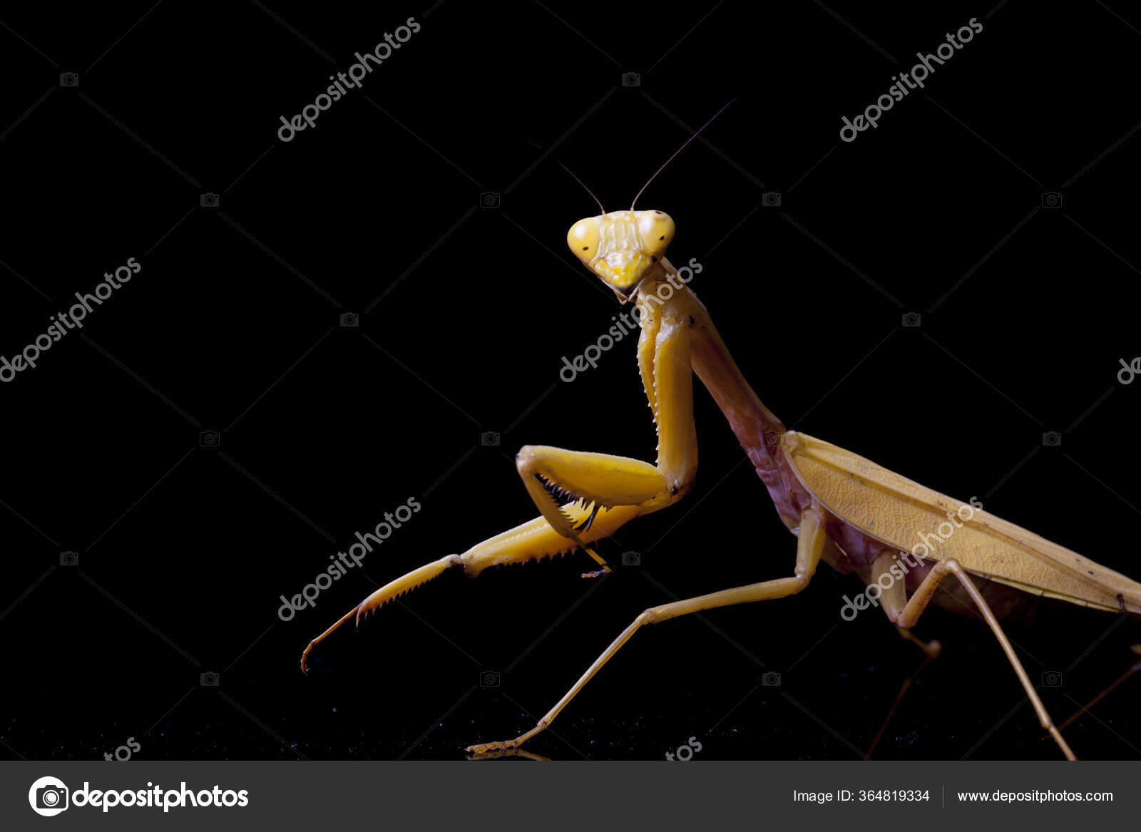 Giant Asian Yellow Praying Mantis Hierodula Membranacea Isolated Black ...