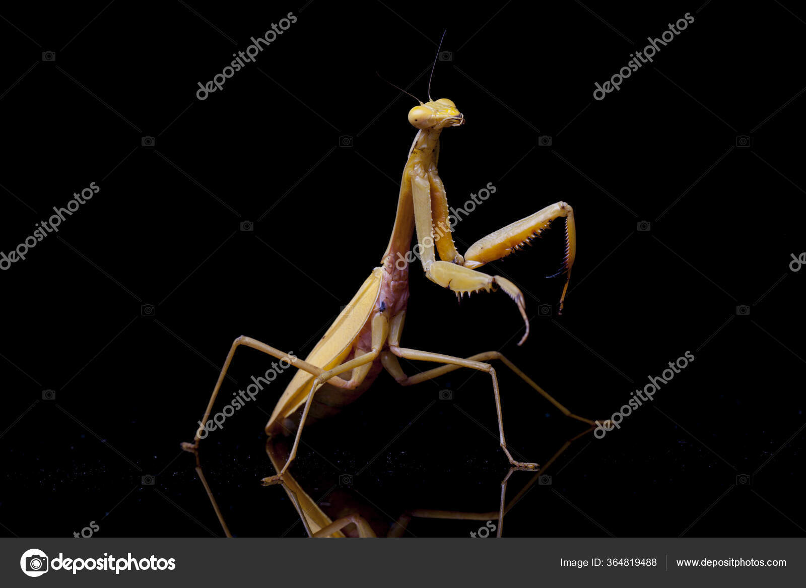 Giant Asian Yellow Praying Mantis Hierodula Membranacea Isolated Black ...