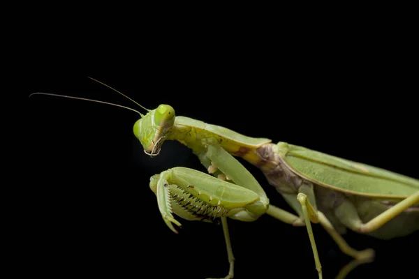 Giant Asian Green Praying Mantis Hierodula Membranacea Isolated Black ...