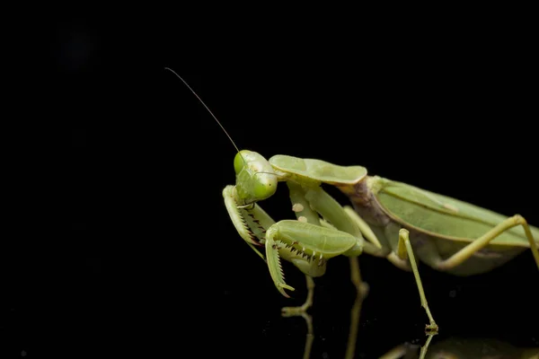 Giant Asian Green Praying Mantis Hierodula Membranacea Isolated Black ...