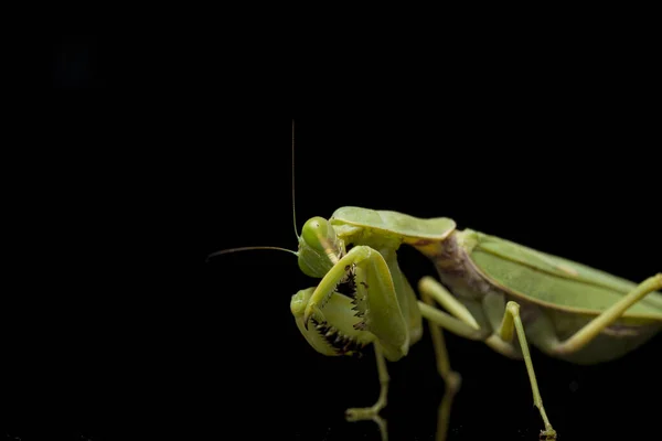 Giant Asian Green Praying Mantis Hierodula Membranacea Isolated Black ...