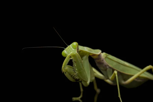 Giant Asian Green Praying Mantis Hierodula Membranacea Isolated Black ...