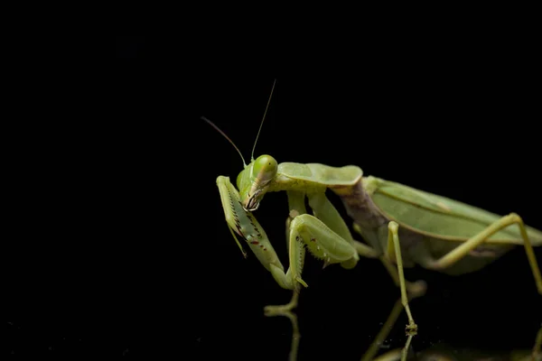 Giant Asian Green Praying Mantis Hierodula Membranacea Isolated Black ...