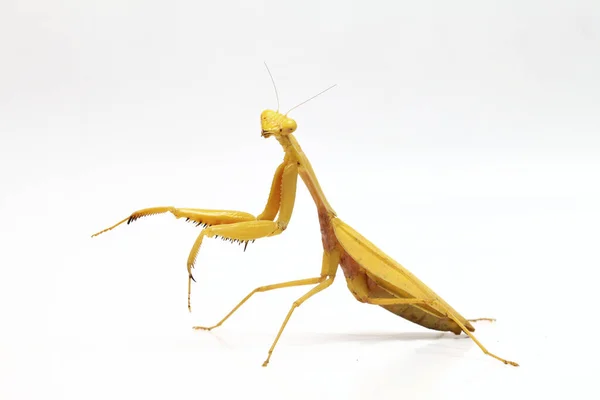 Giant Asian Yellow Praying Mantis Hierodula Membranacea Isolated White ...