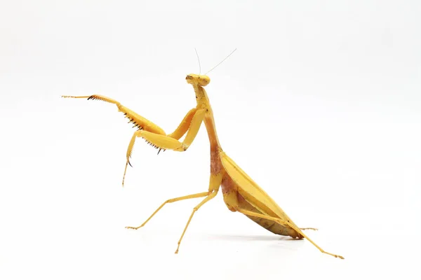 Giant Asian Yellow Praying Mantis Hierodula Membranacea Isolated White ...