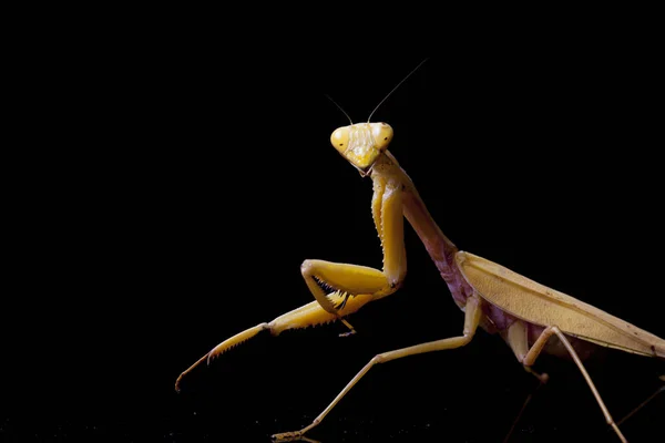Giant Asian Yellow Praying Mantis Hierodula Membranacea Isolated Black ...