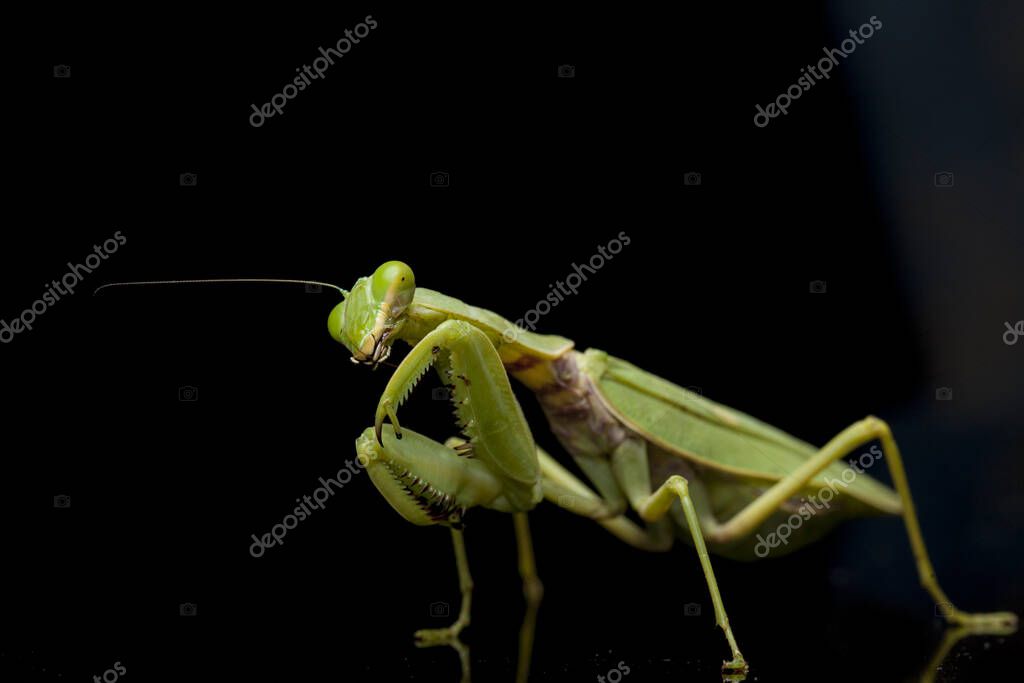 Mantis verde asiática gigante (Hierodula membranacea) aislada sobre ...