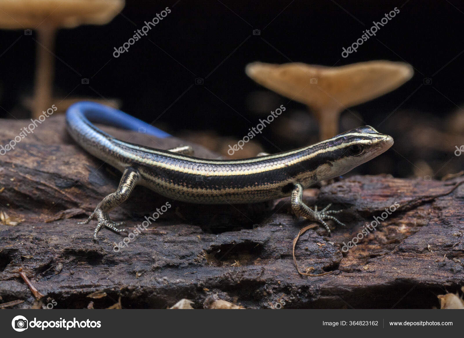 Blue Tail Skink