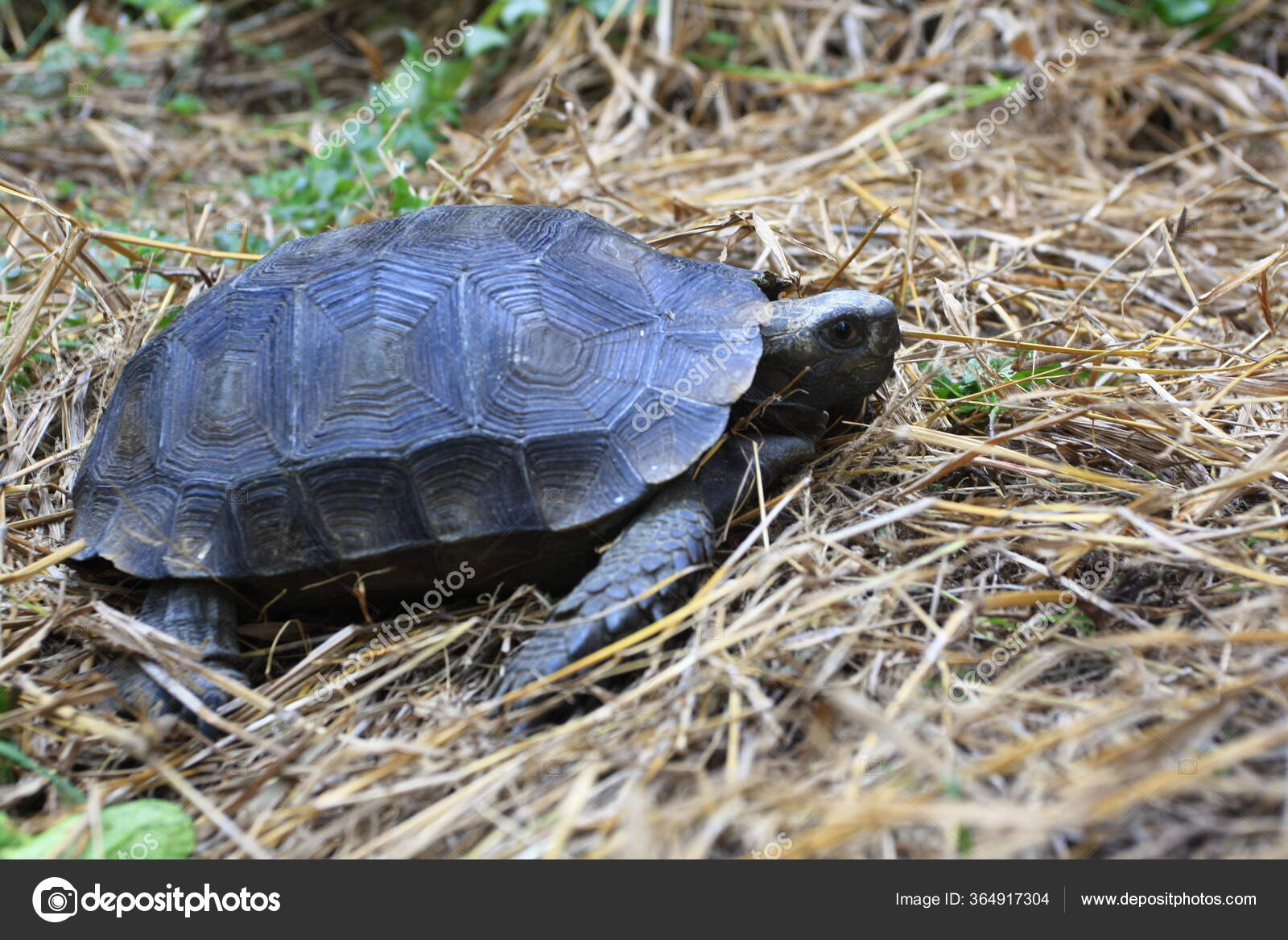 Asian Forest Tortoise Manouria Emys Also Known Asian Brown Tortoise ...