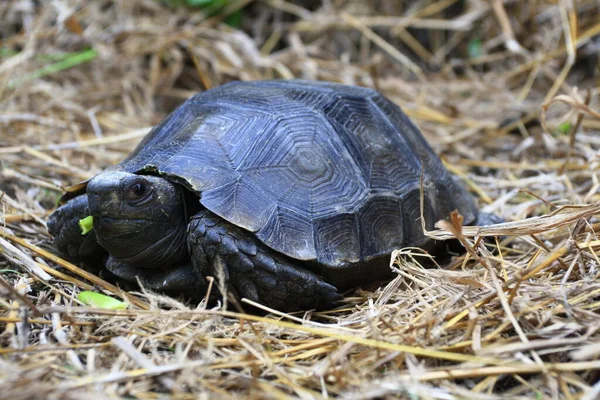 Asian forest tortoise Stock Photos, Royalty Free Asian forest tortoise ...