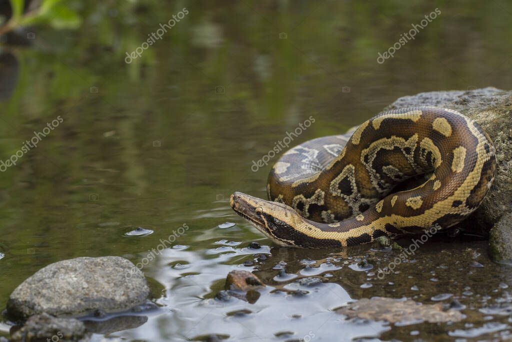 Pit n rojo de la sangre de Sumatra (Python curtis curtis) com nmente conocido como pit n rojo de ...