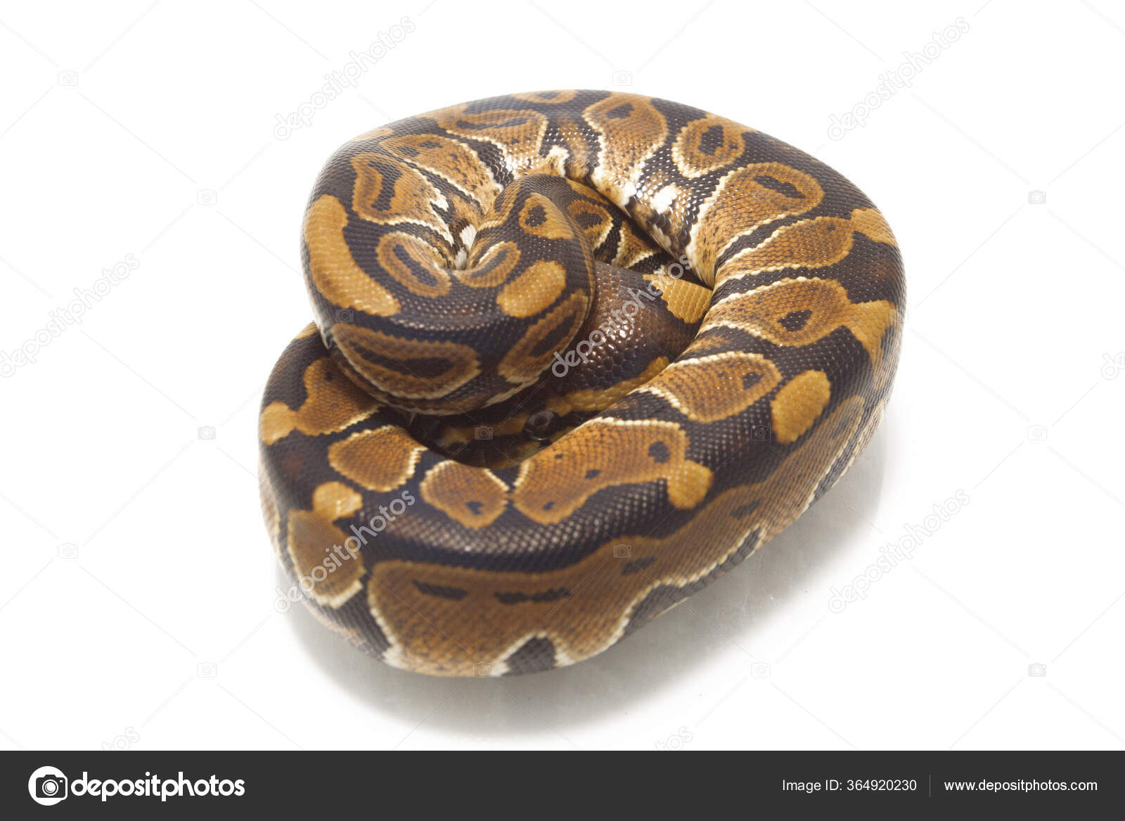 Ball Python Python Regius Isolated White Background Stock Photo by ...
