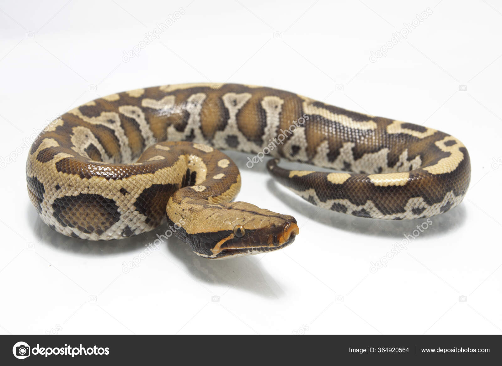 Sumatran Red Blood Python Python Curtis Curtis Commonly Known Red Stock ...