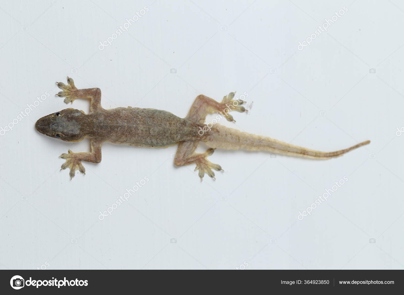Asian House Lizard Hemidactylus Common Gecko Isolated White Background ...