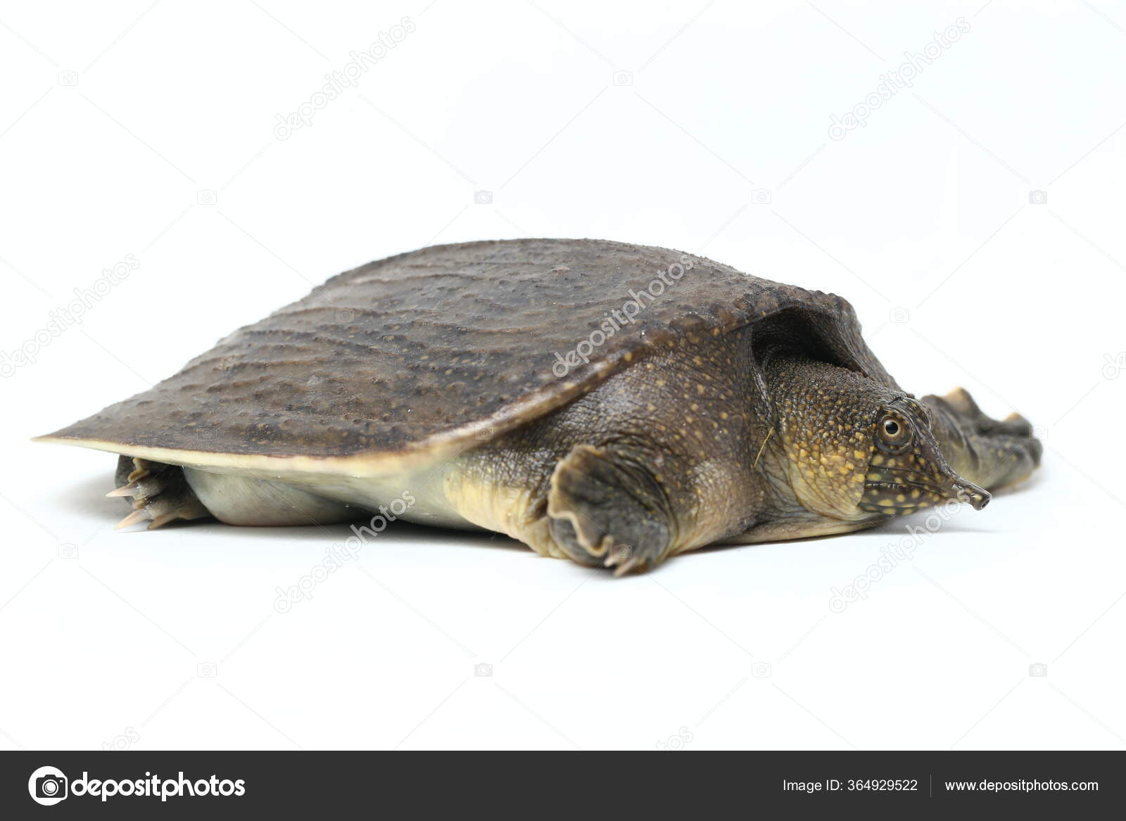 Common Softshell Turtle Asiatic Softshell Turtle Amyda Cartilaginea ...