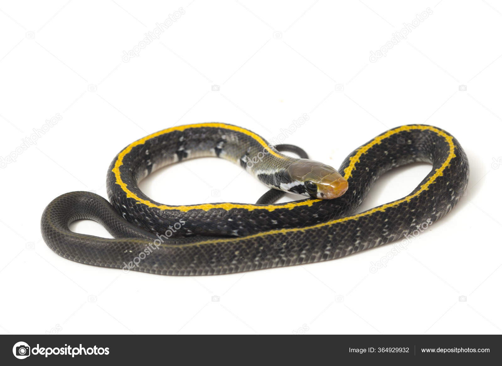 Coelognathus Flavolineatus Ular Tikus Tembaga Hitam Atau Ular Bergaris ...