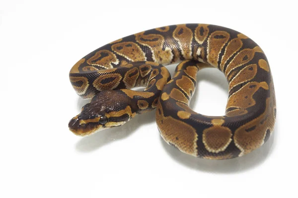 Python Royal python eating a mouse, ball python, Python regius, in front of white background ...