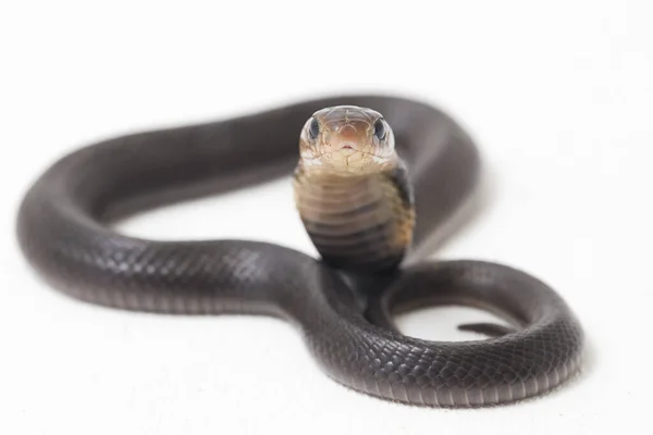 Baby cobra Stock Photos, Royalty Free Baby cobra Images | Depositphotos
