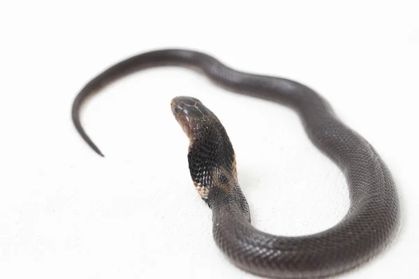 Baby Javan Spitting Cobra Naja Sputatrix Also Called Southern ...