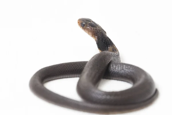 Baby cobra Stock Photos, Royalty Free Baby cobra Images | Depositphotos