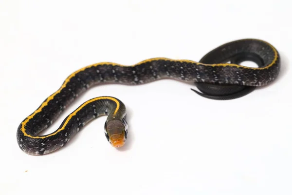 Coelognathus Flavolineatus Ular Tikus Tembaga Hitam Atau Ular Bergaris ...