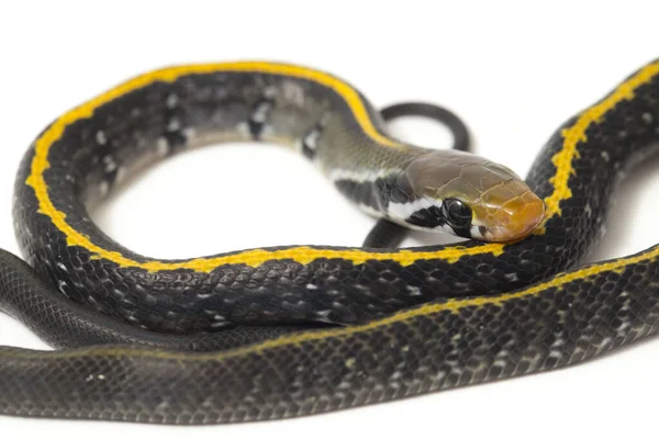 Coelognathus Flavolineatus Ular Tikus Tembaga Hitam Atau Ular Bergaris ...