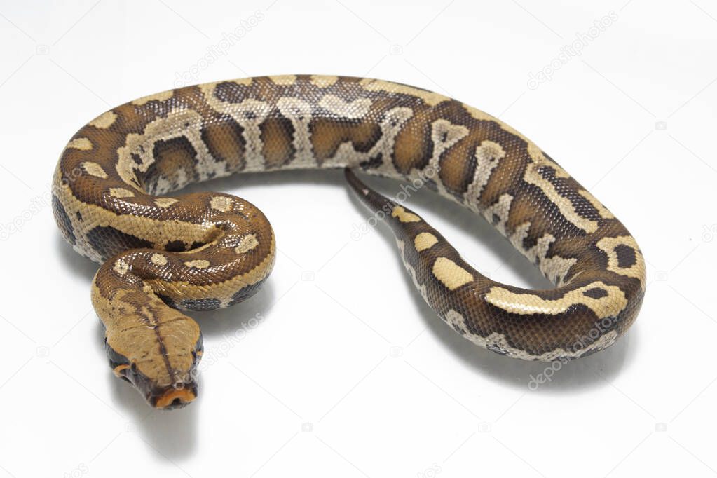 Pitón rojo de la sangre de Sumatra (Python curtis curtis) comúnmente ...