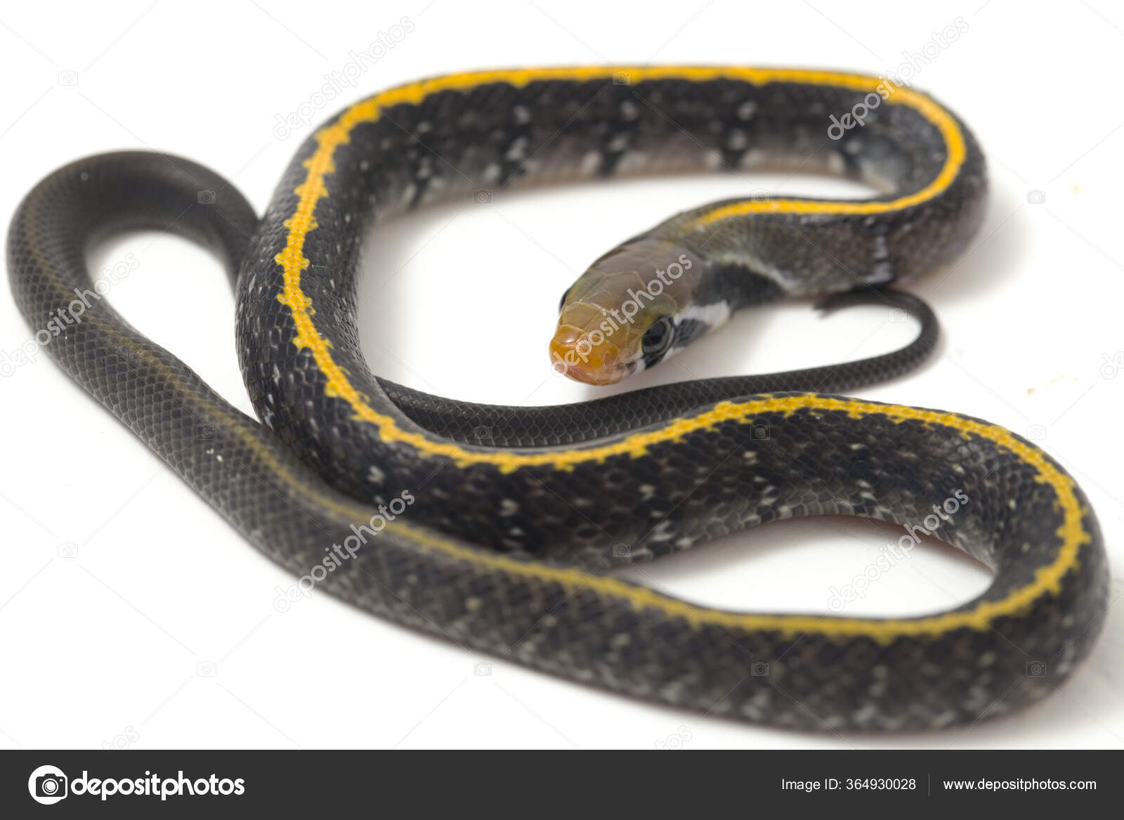 Coelognathus Flavolineatus Ular Tikus Tembaga Hitam Atau Ular Bergaris ...