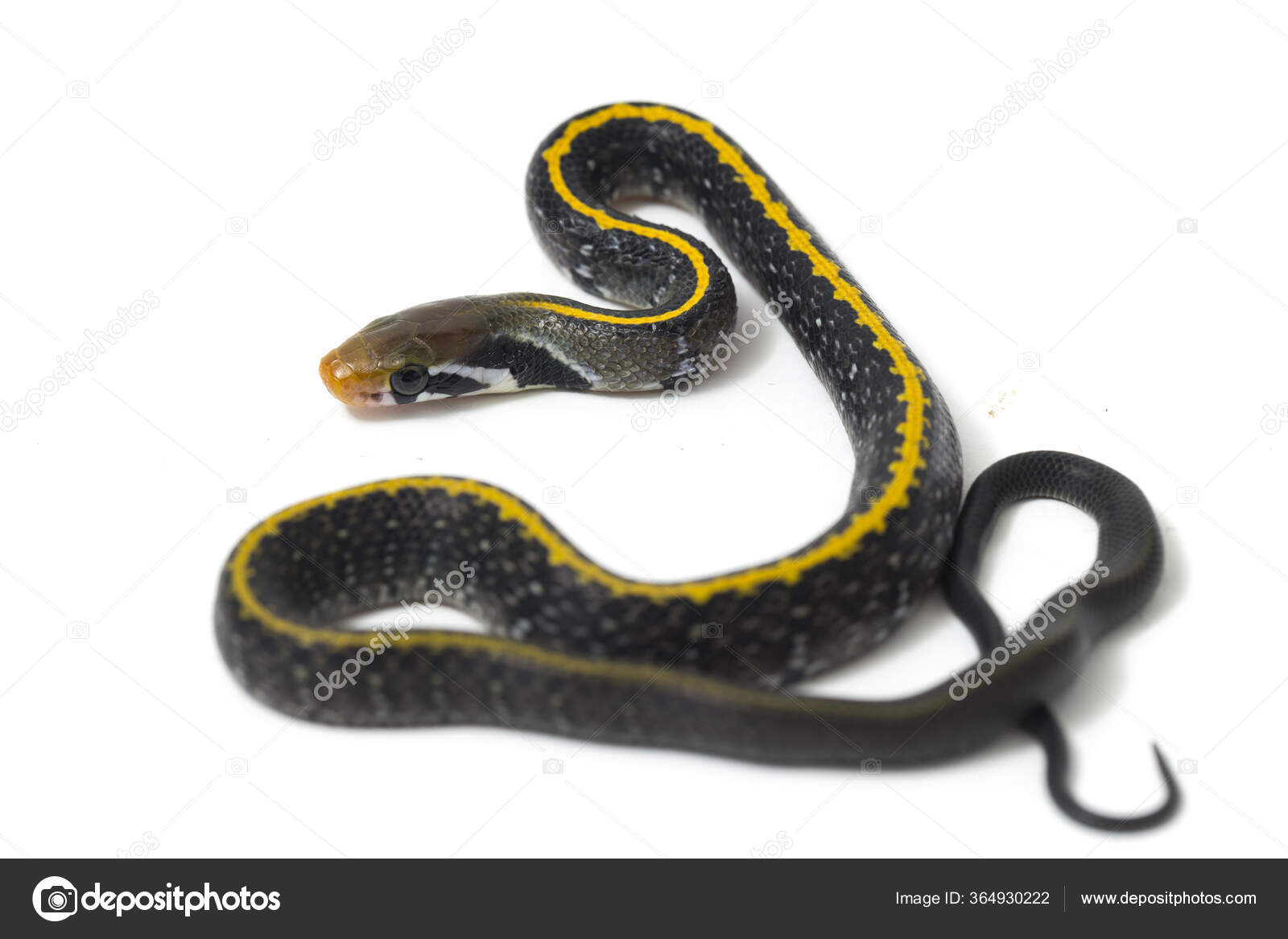 Coelognathus Flavolineatus Ular Tikus Tembaga Hitam Atau Ular Bergaris ...