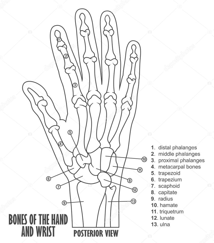 Bones of the hand and wrist anatomy Stock Vector Image by ©fightingfear ...