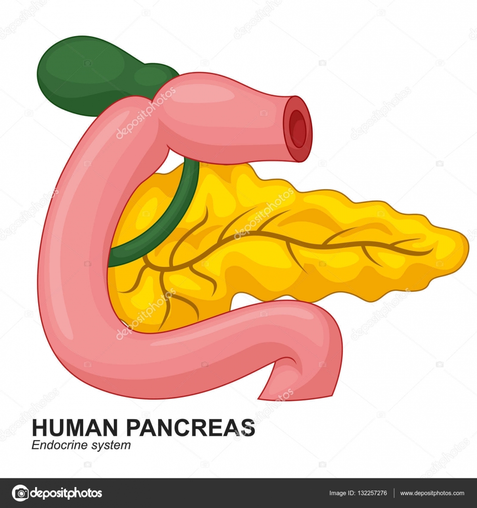 Human Internal Pancreas Cartoon Stock Vector by ©fightingfear 132257276