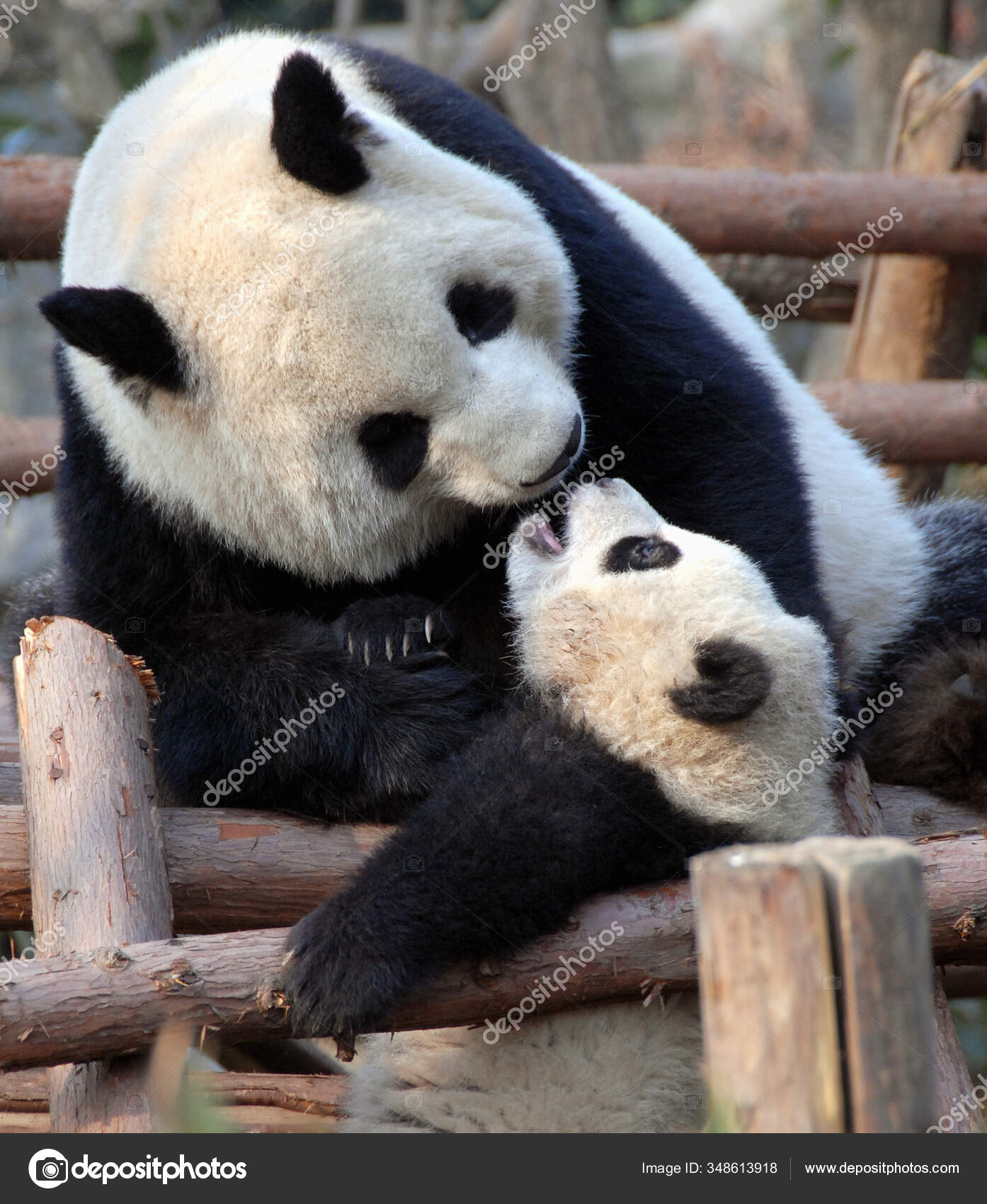 Panda Mother Cub Chengdu Panda Reserve Chengdu Research Base Giant ...
