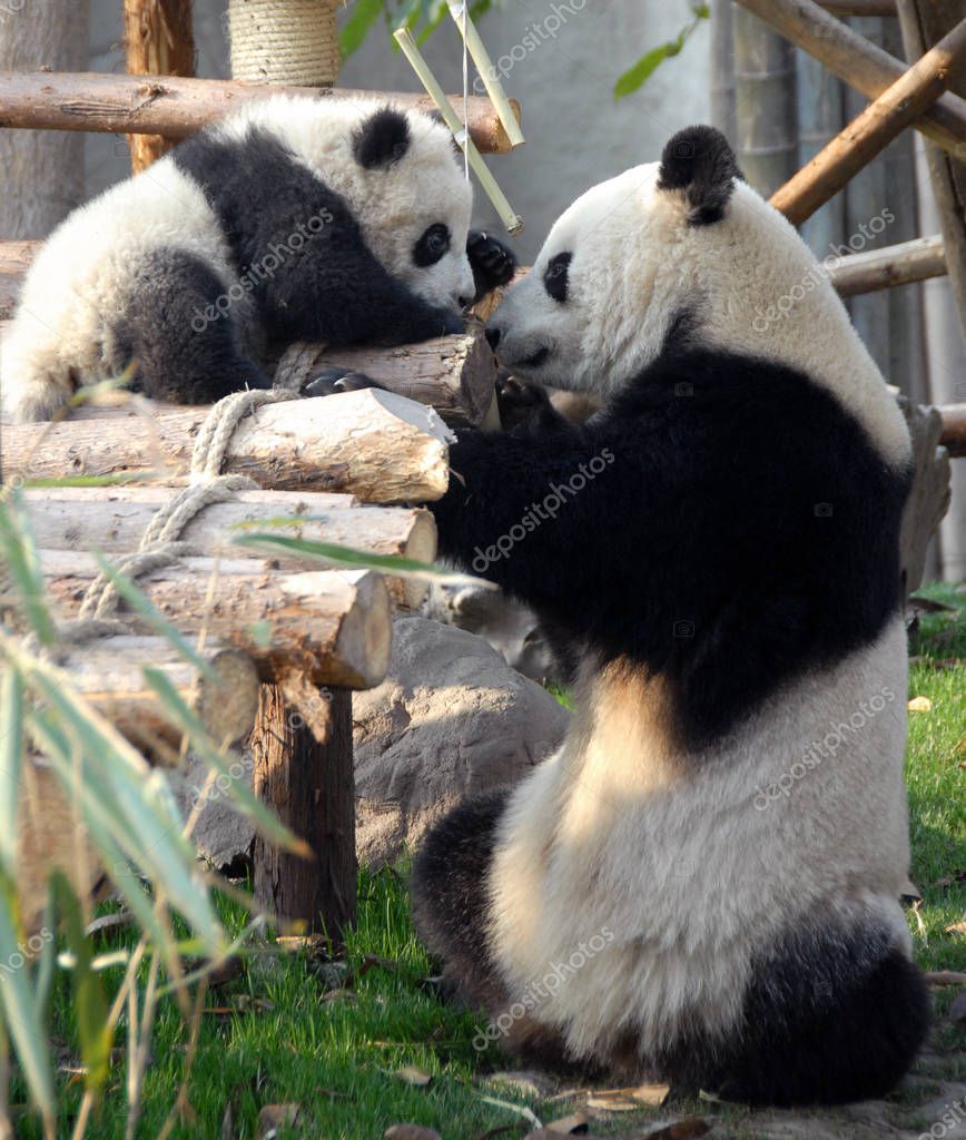 Madre y cachorro de panda en la Reserva de Panda Chengdu (Base de Investigación Chengdu de Cría ...